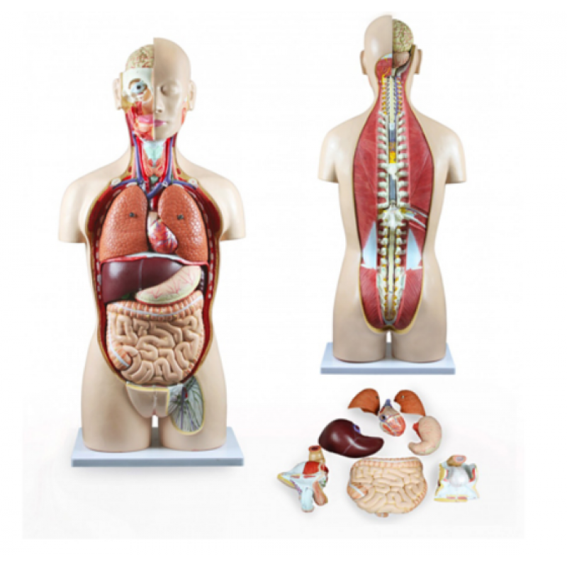 Buy Torso Dual Sex Open Back Get Price For Lab Equipment